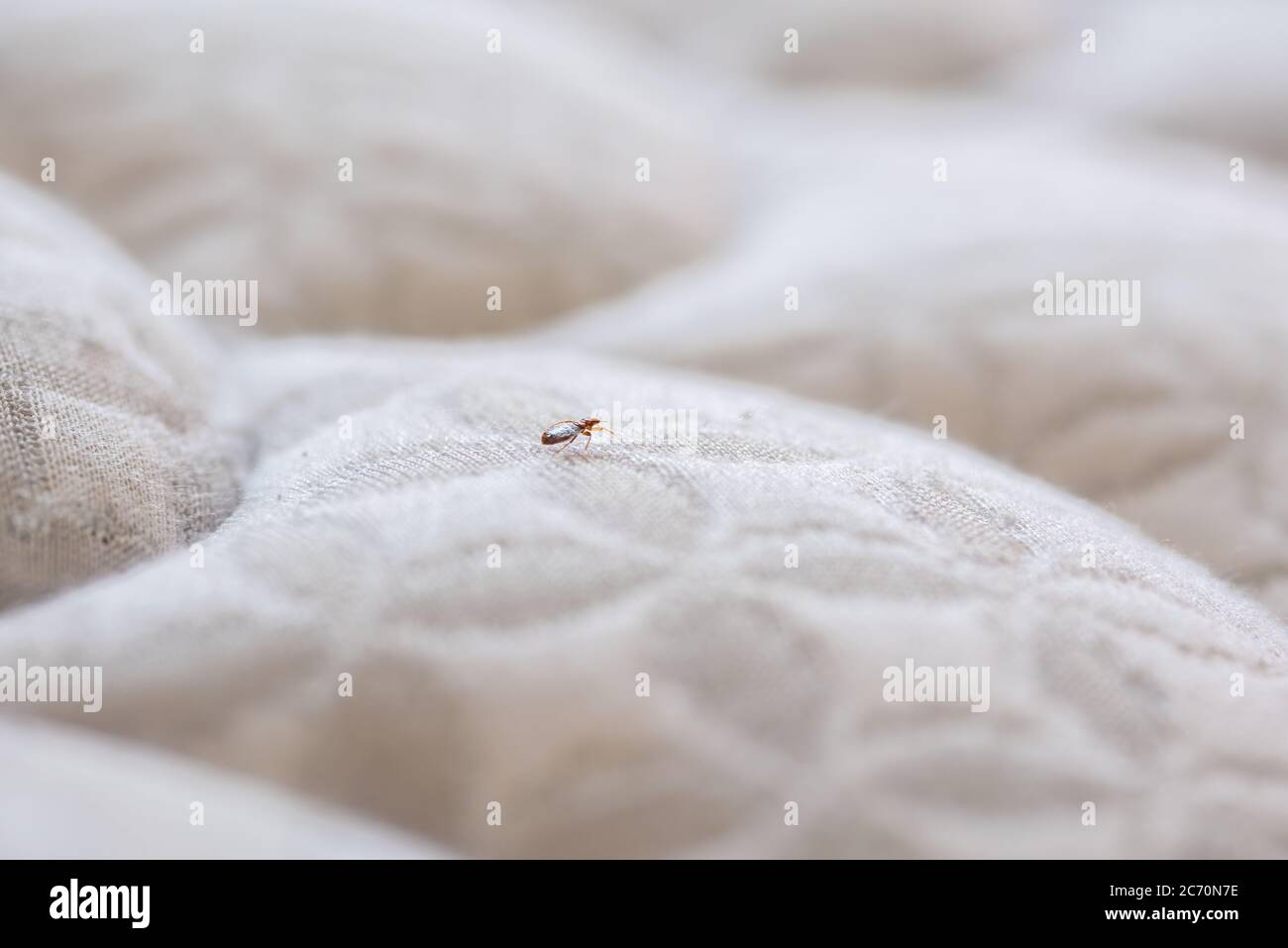 Bed bug hi-res stock photography and images - Alamy