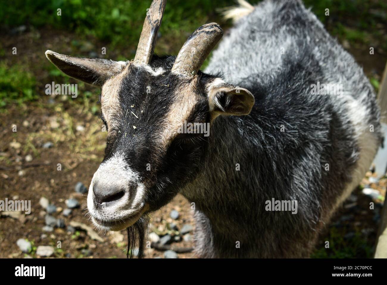 Goat. Portrait of a goat on a farm in the village. Beautiful goat ...