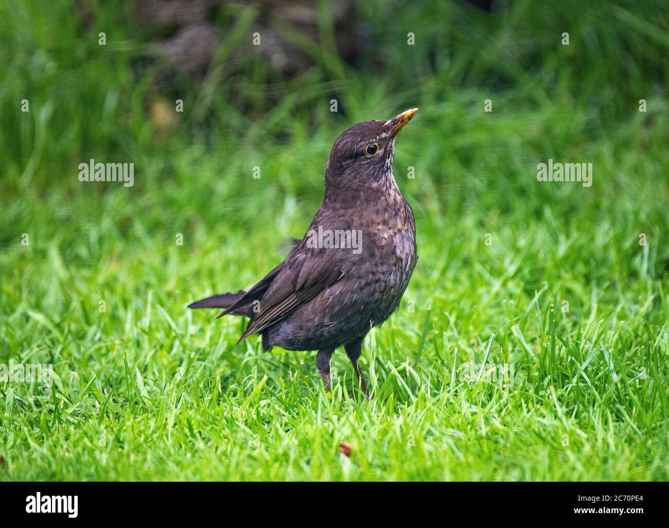 Scruffy Bird High Resolution Stock Photography and Images - Alamy