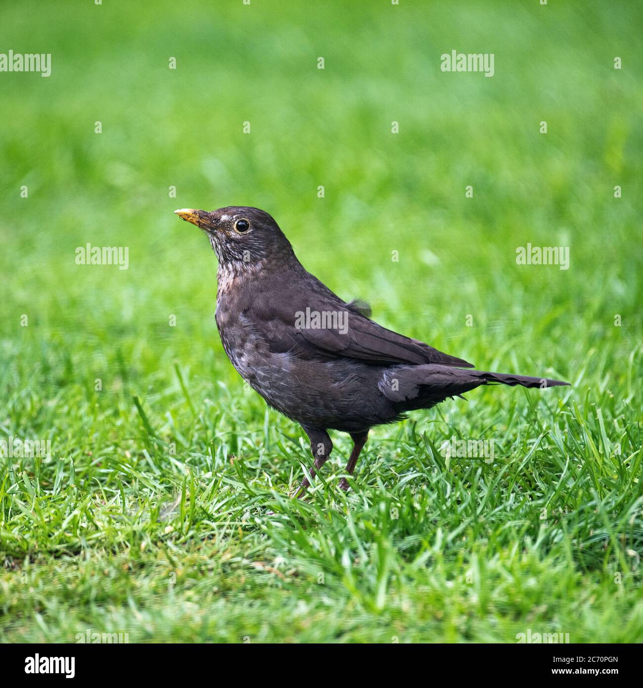Scruffy bird hi-res stock photography and images - Alamy