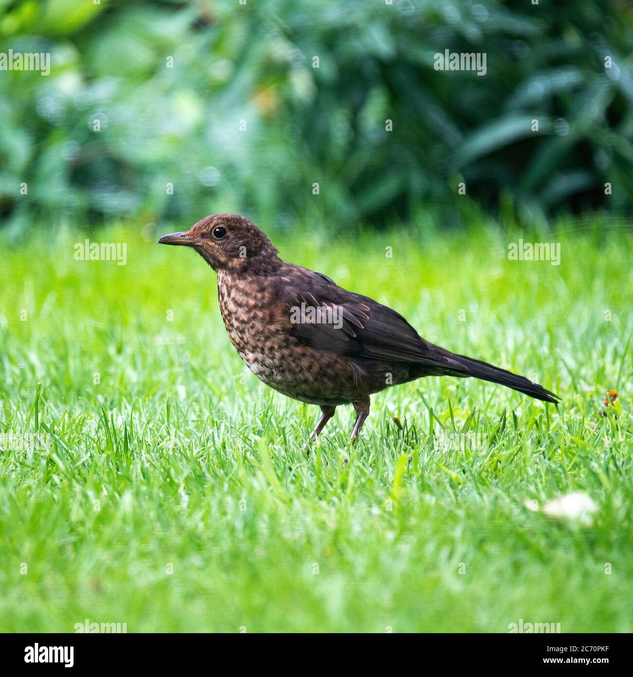 A Juvenile Blackbird Looking for Food in a Garden on a Lawn in Alsager ...