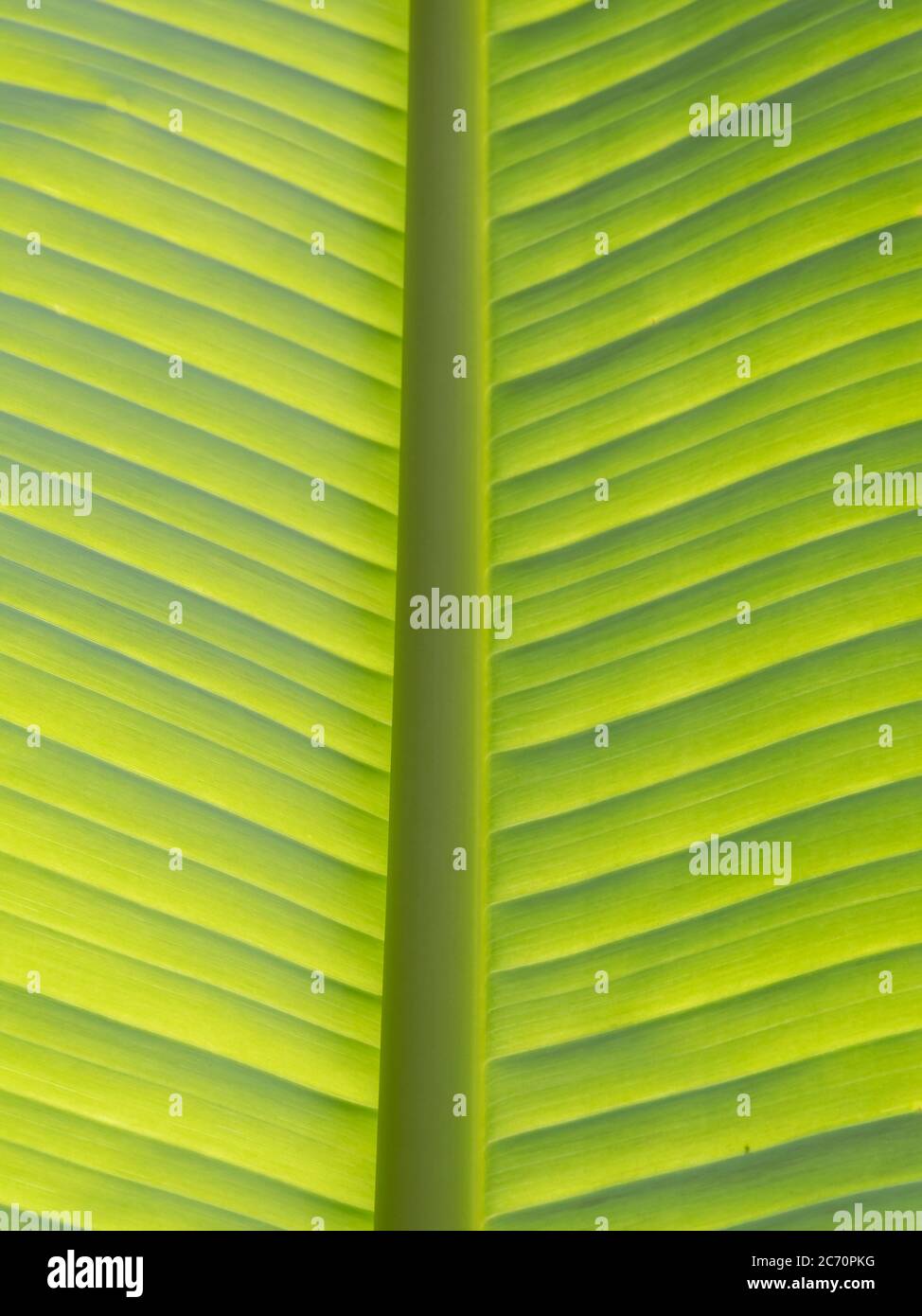 Banana tree texture hi-res stock photography and images - Alamy