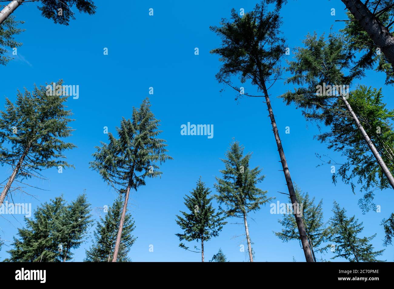 Meckenheim, Germany. 13th July, 2020. Spruce trees stand in a clearing ...