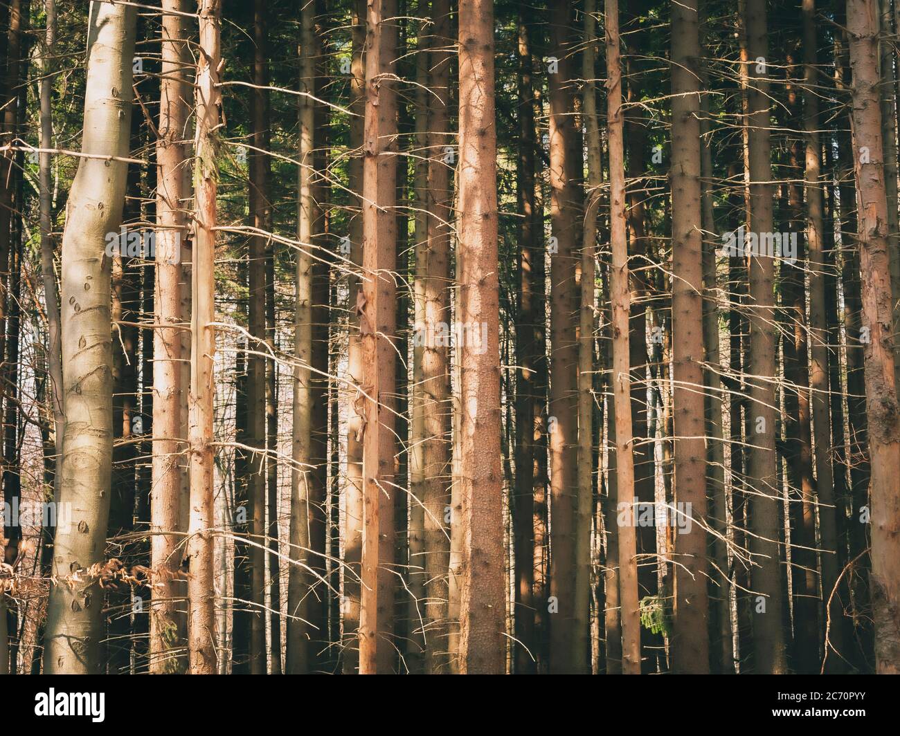 Trees in the sunshine Stock Photo - Alamy