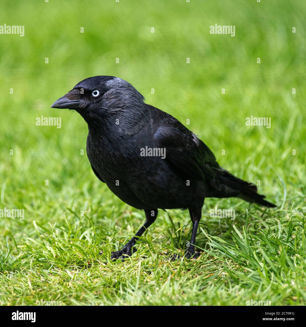 Juvenile jackdaw hi-res stock photography and images - Alamy