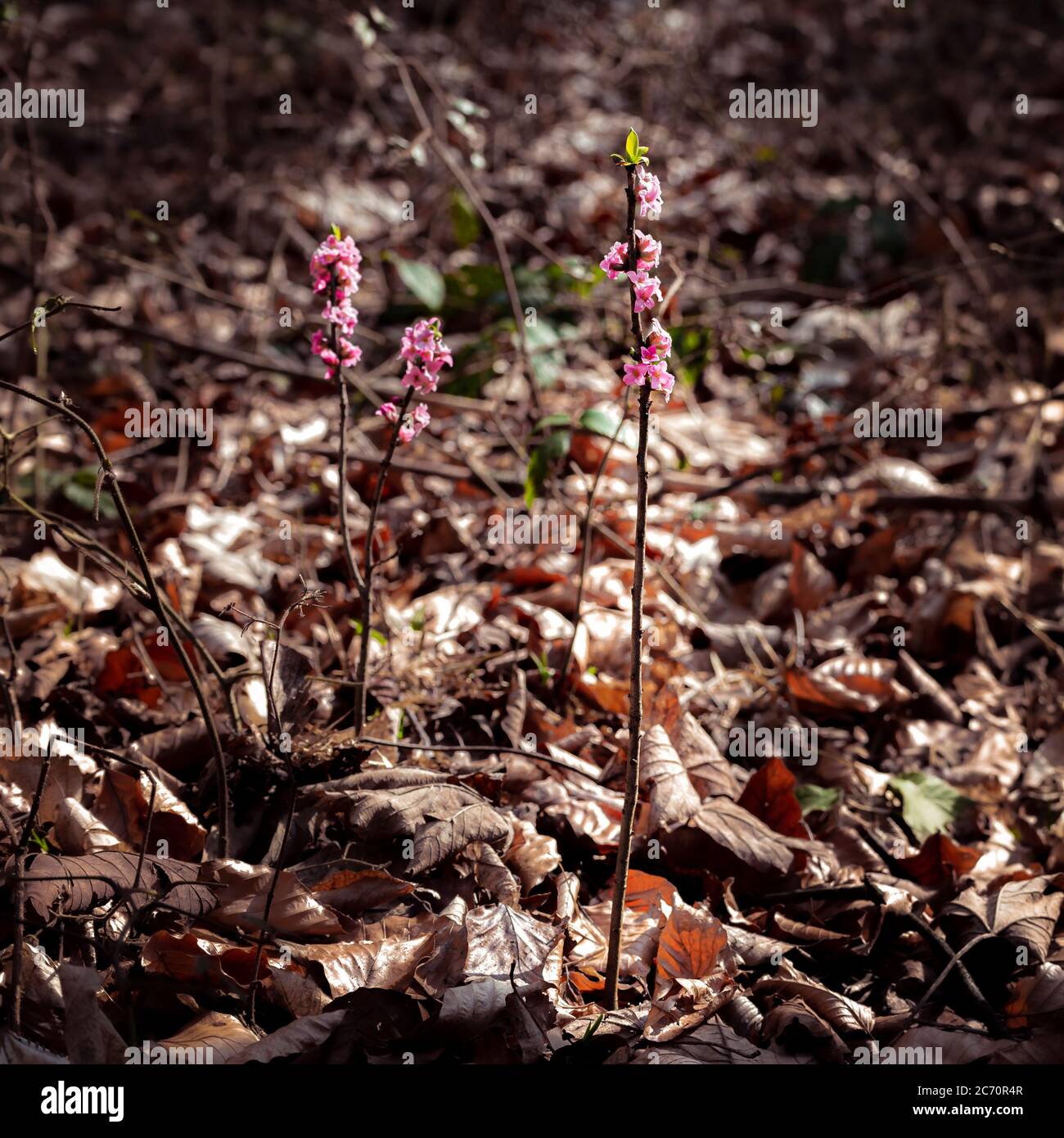 Beautiful forest flower hi-res stock photography and images - Alamy