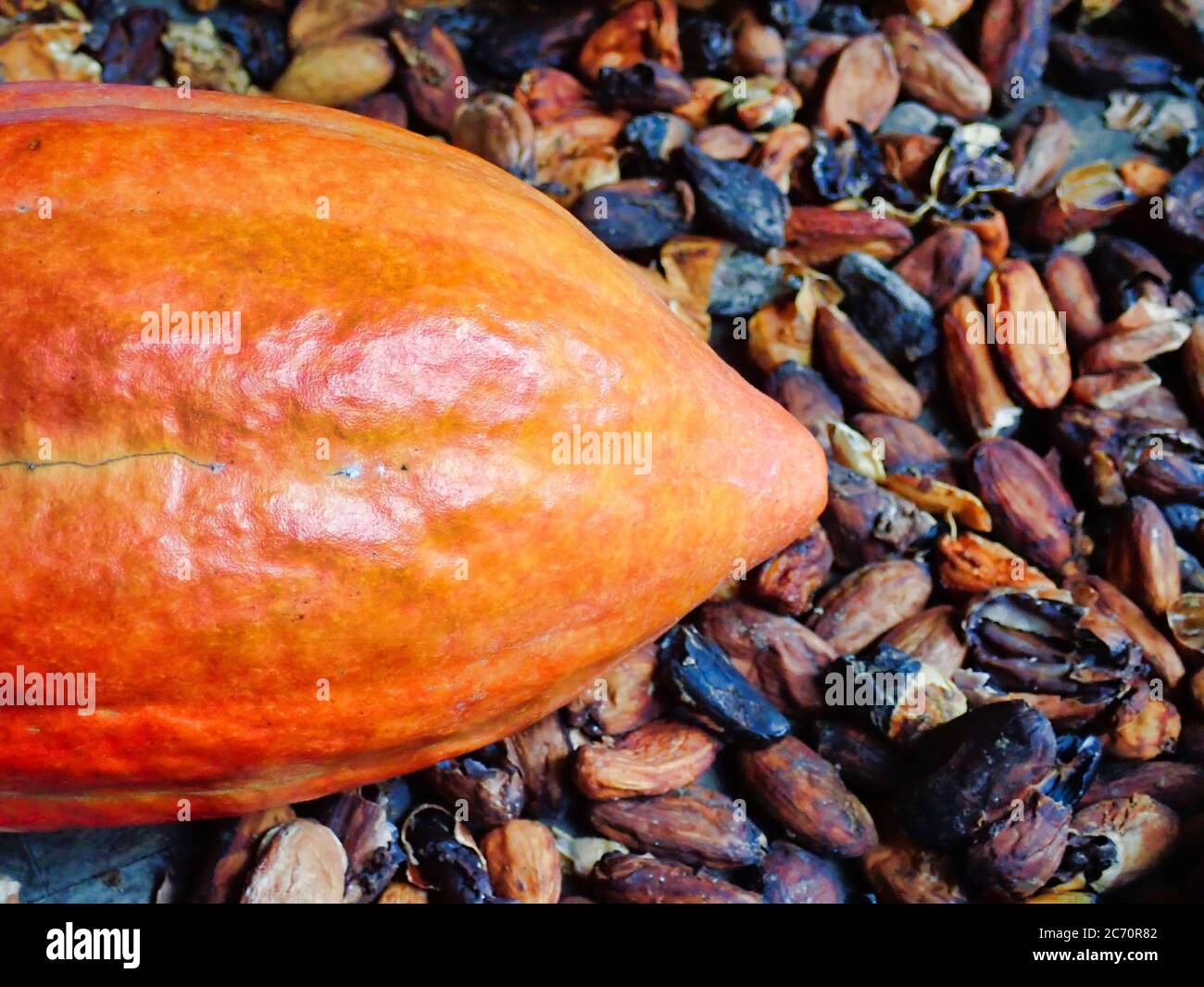 Cocoa fruit illustration hi-res stock photography and images - Alamy