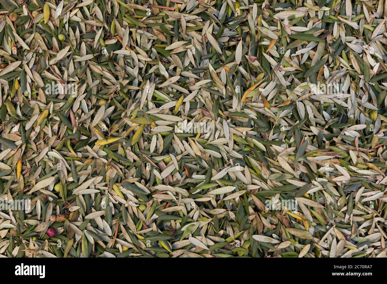 Stock photo of a pile of olive leaves forming a textured background ...