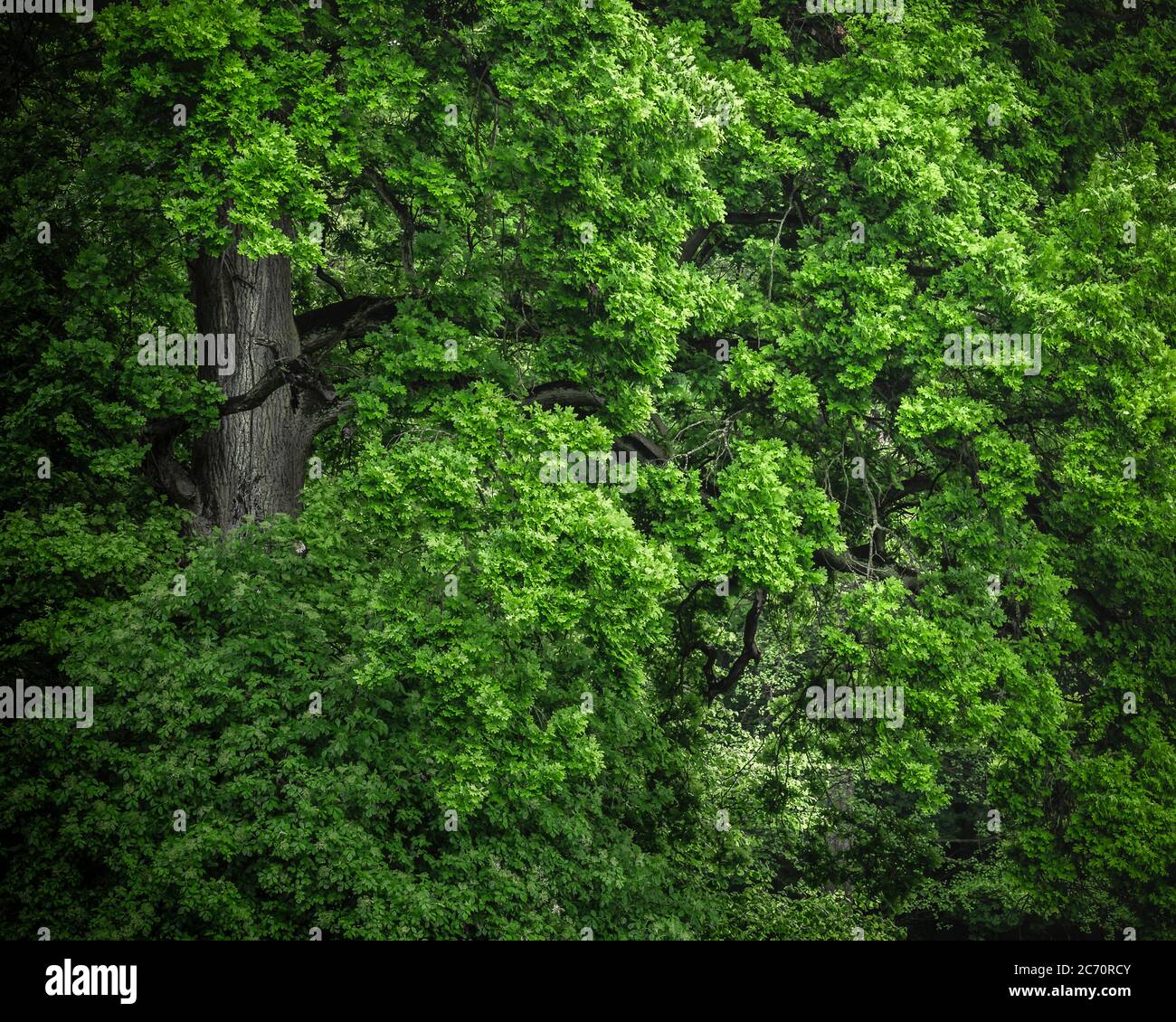 Green trees forrest texture hi-res stock photography and images - Alamy