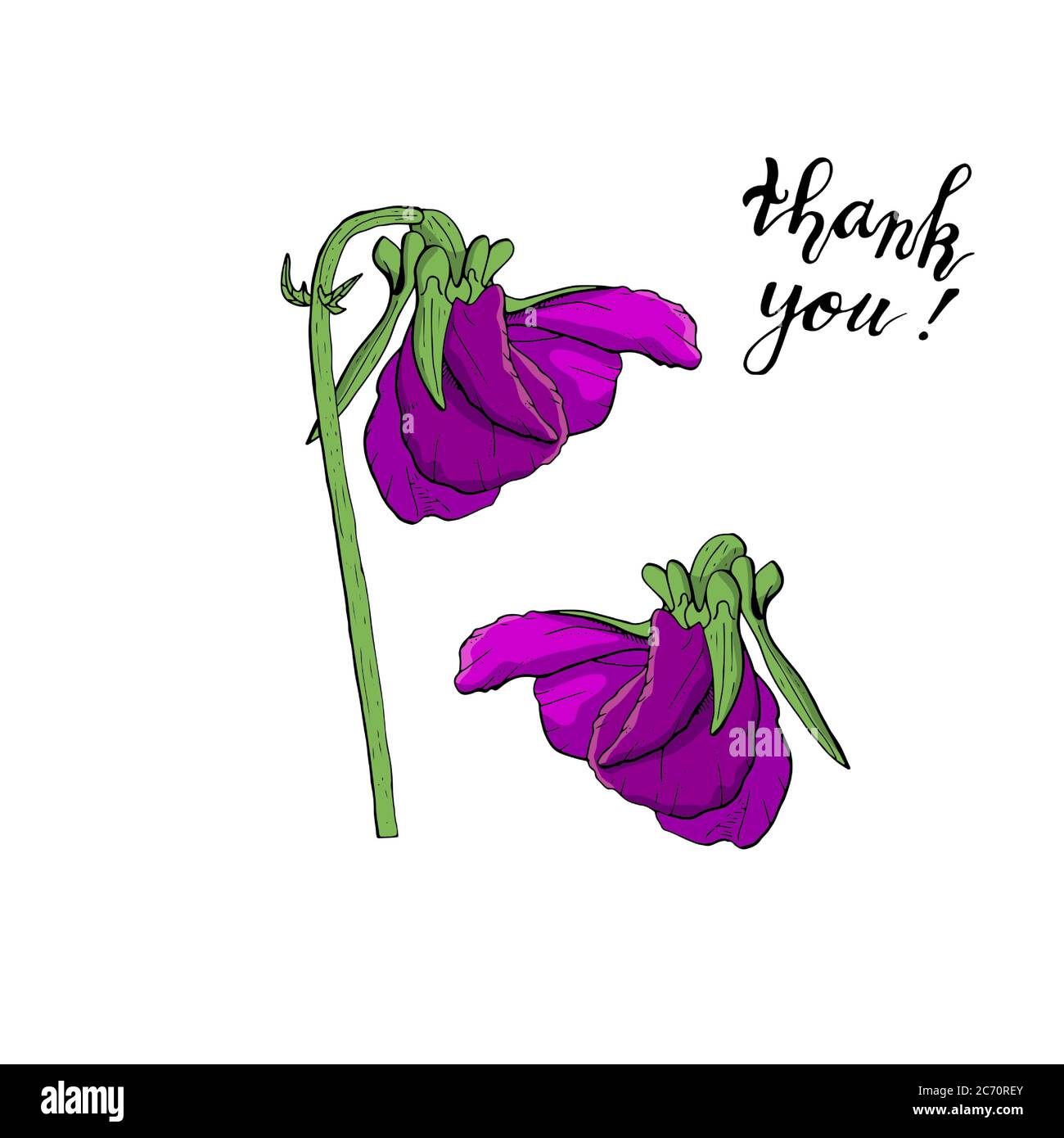Hand drawn pansy flowers clipart. Floral design element. Side view ...