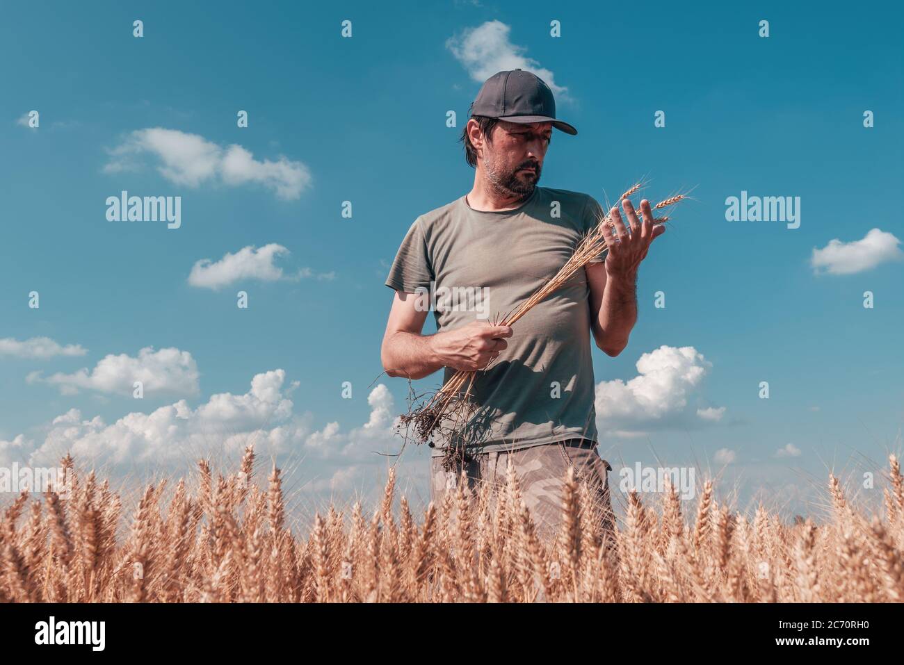 Standing crop hi-res stock photography and images - Alamy