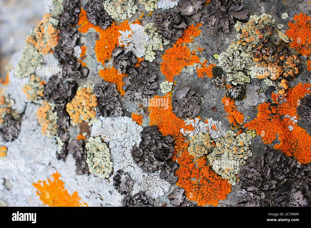 Moss on the rock background, rock with moss texture Stock Photo - Alamy