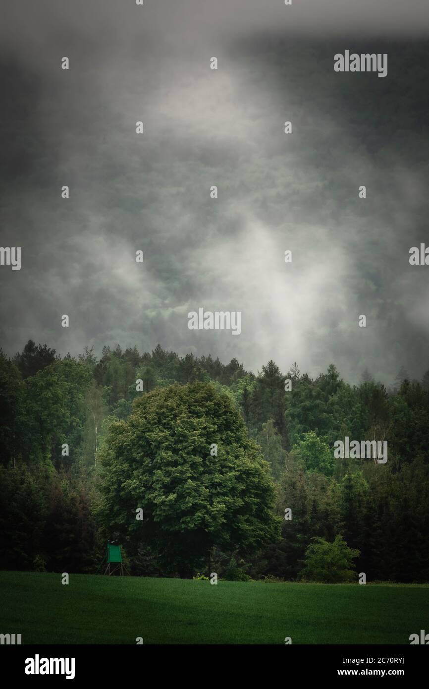 Forest after rainfall Stock Photo - Alamy