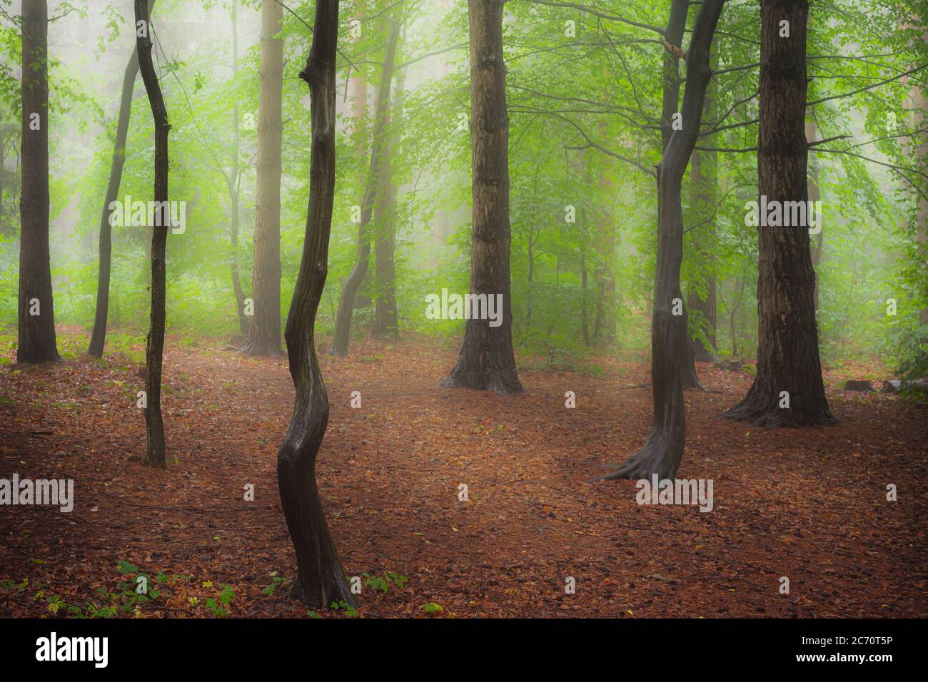 Forest after rainfall Stock Photo - Alamy