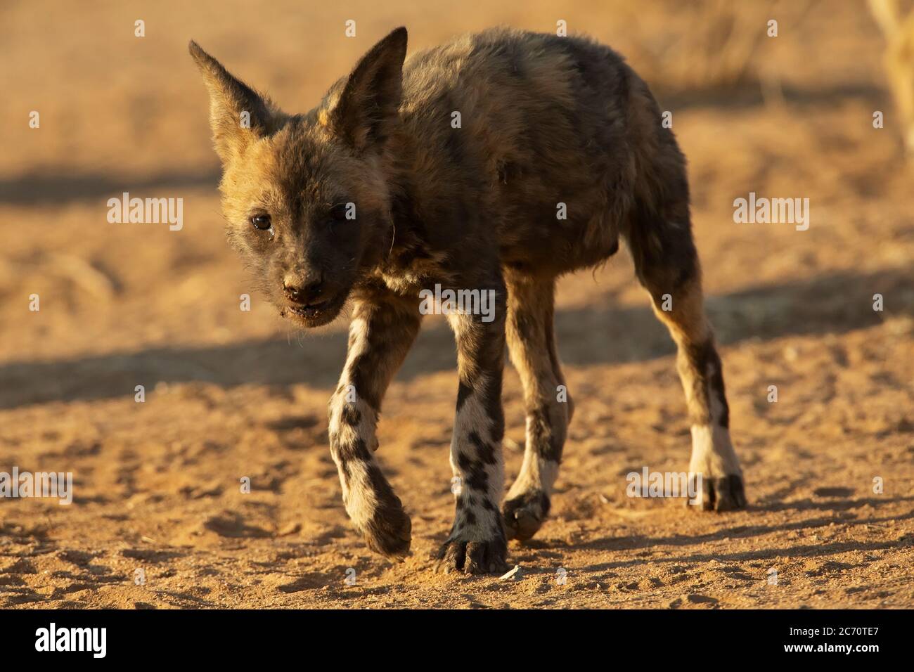African wild dog namibia hi-res stock photography and images - Alamy