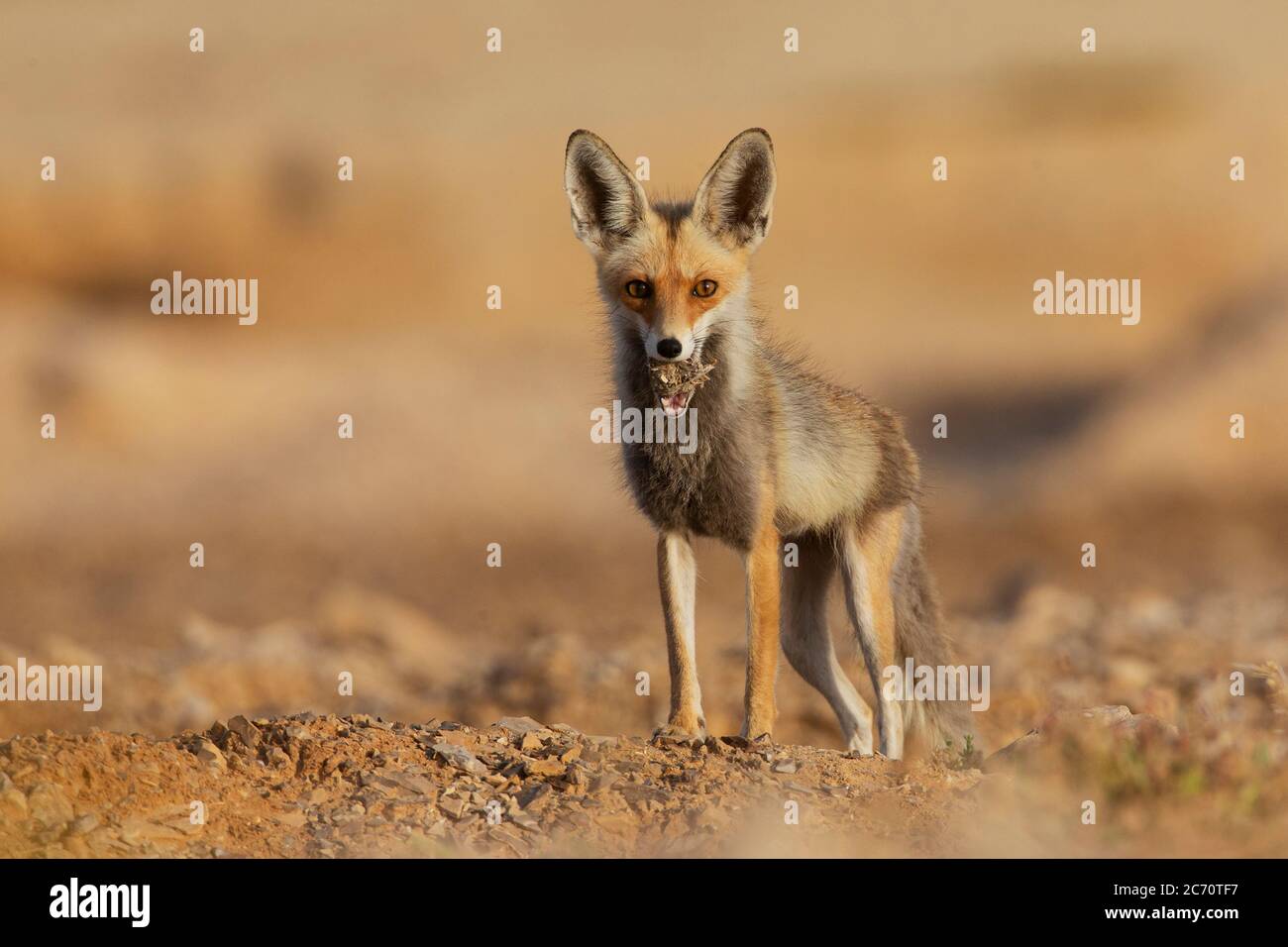 Fox israel hi-res stock photography and images - Alamy