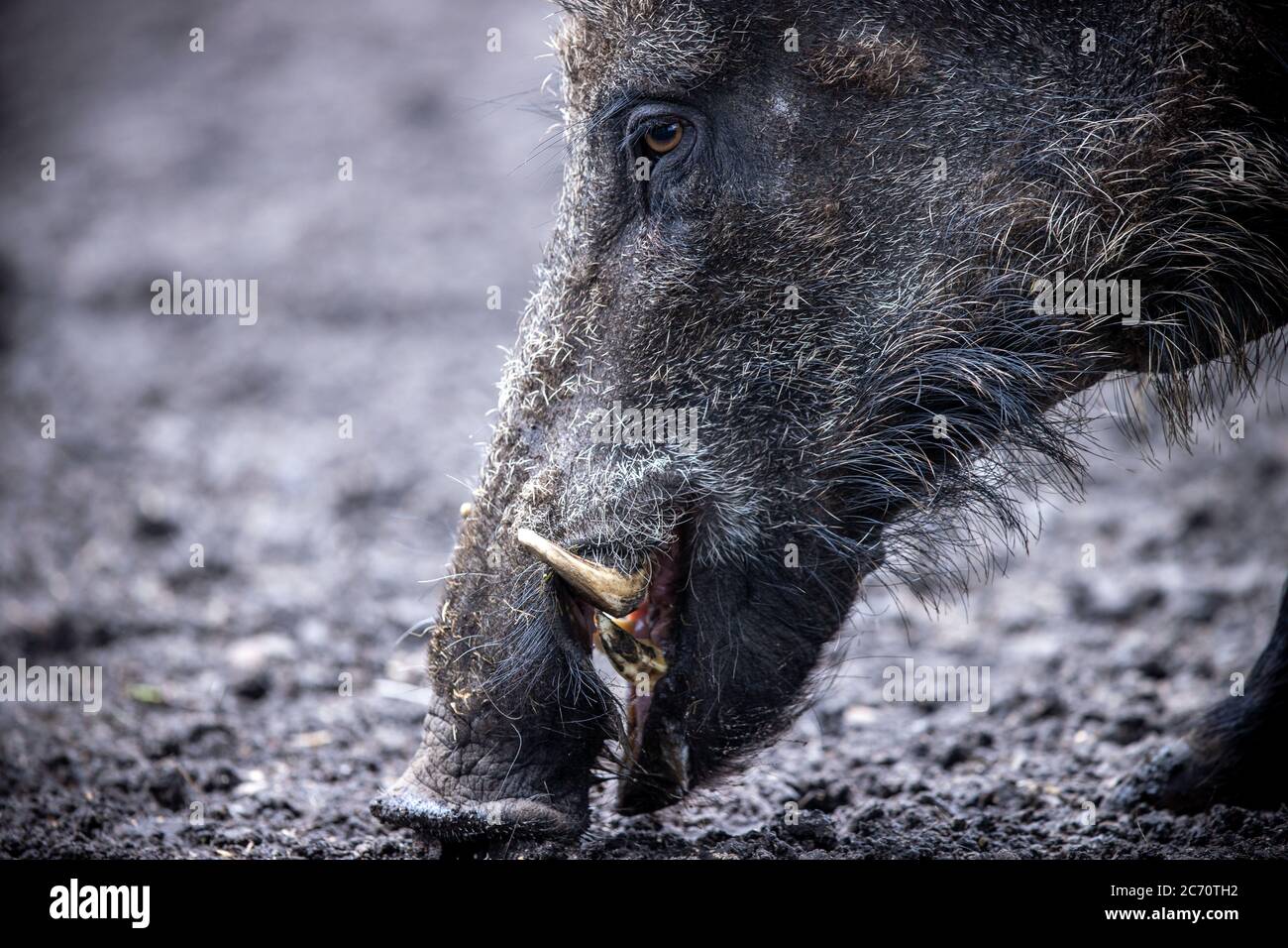 Boar shooting germany hi-res stock photography and images - Alamy