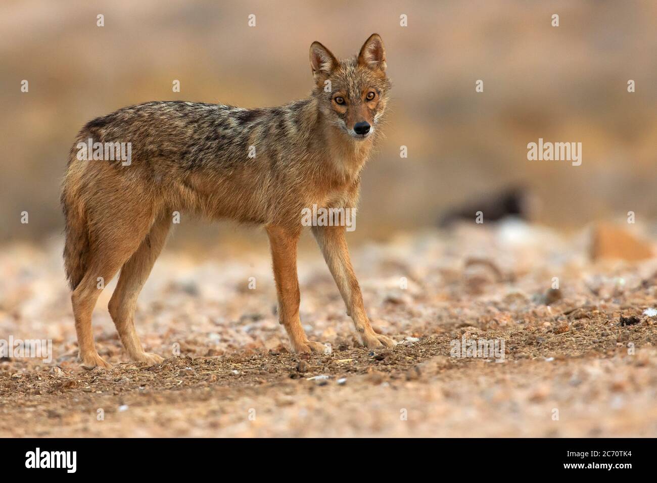 Jackal israel hi-res stock photography and images - Alamy