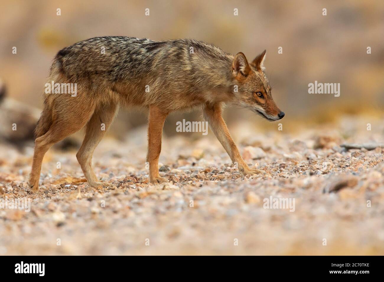 Jackal israel hi-res stock photography and images - Alamy