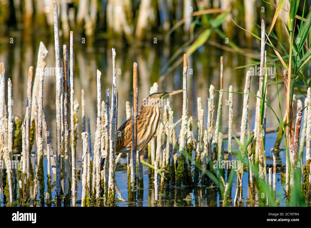 Heron and habitat. Lake reeds background. Camouflage animal. Bird ...