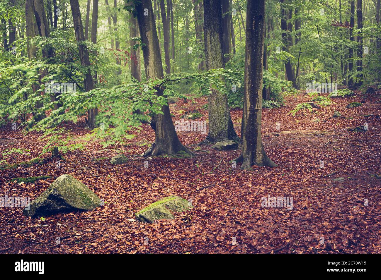 Forest after rainfall Stock Photo - Alamy