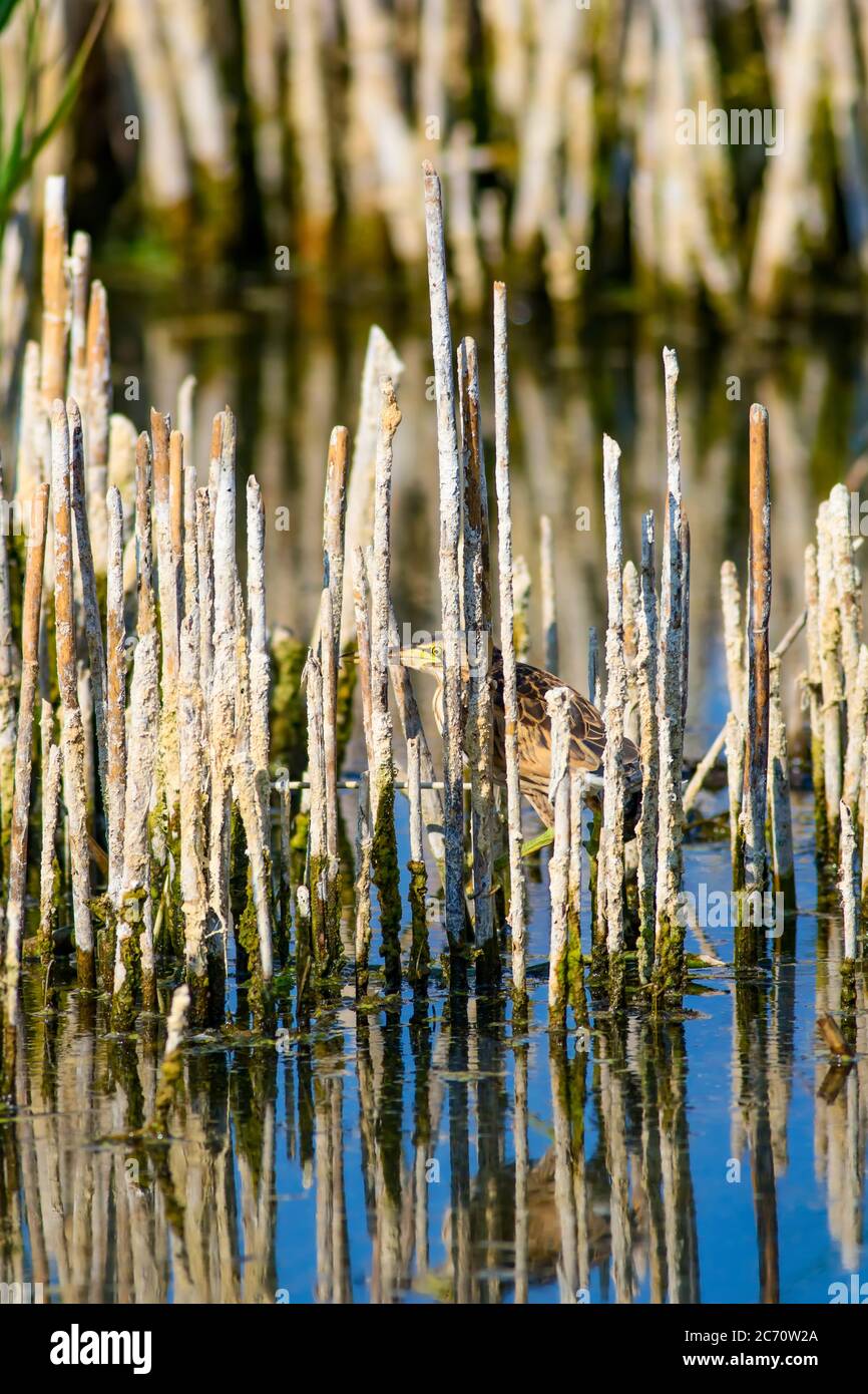 Heron and habitat. Lake reeds background. Camouflage animal. Bird ...