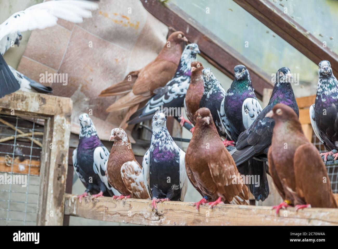 Pigeons Inside Pigeon House High Resolution Stock Photography and ...