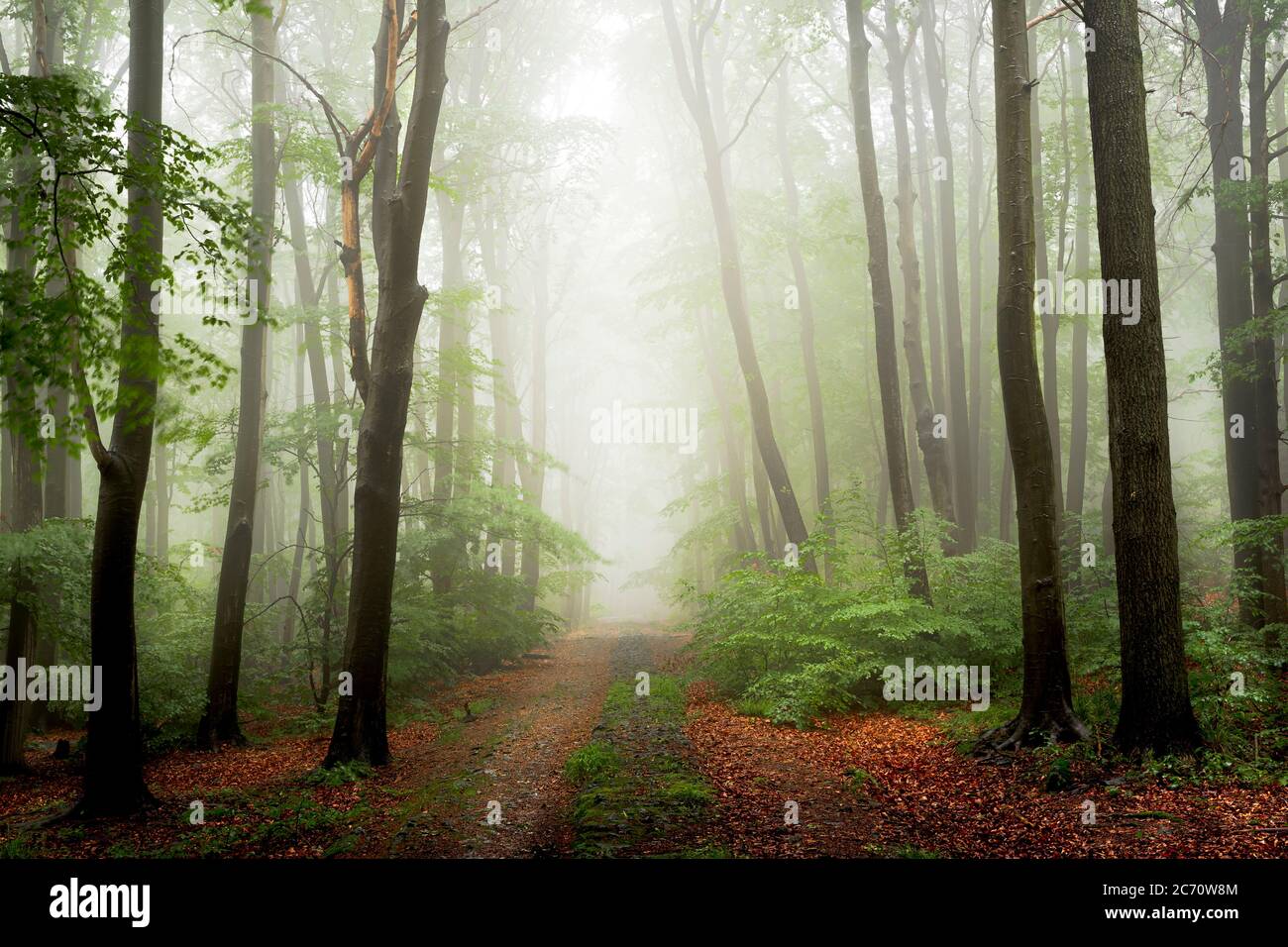 Forest after rainfall Stock Photo - Alamy