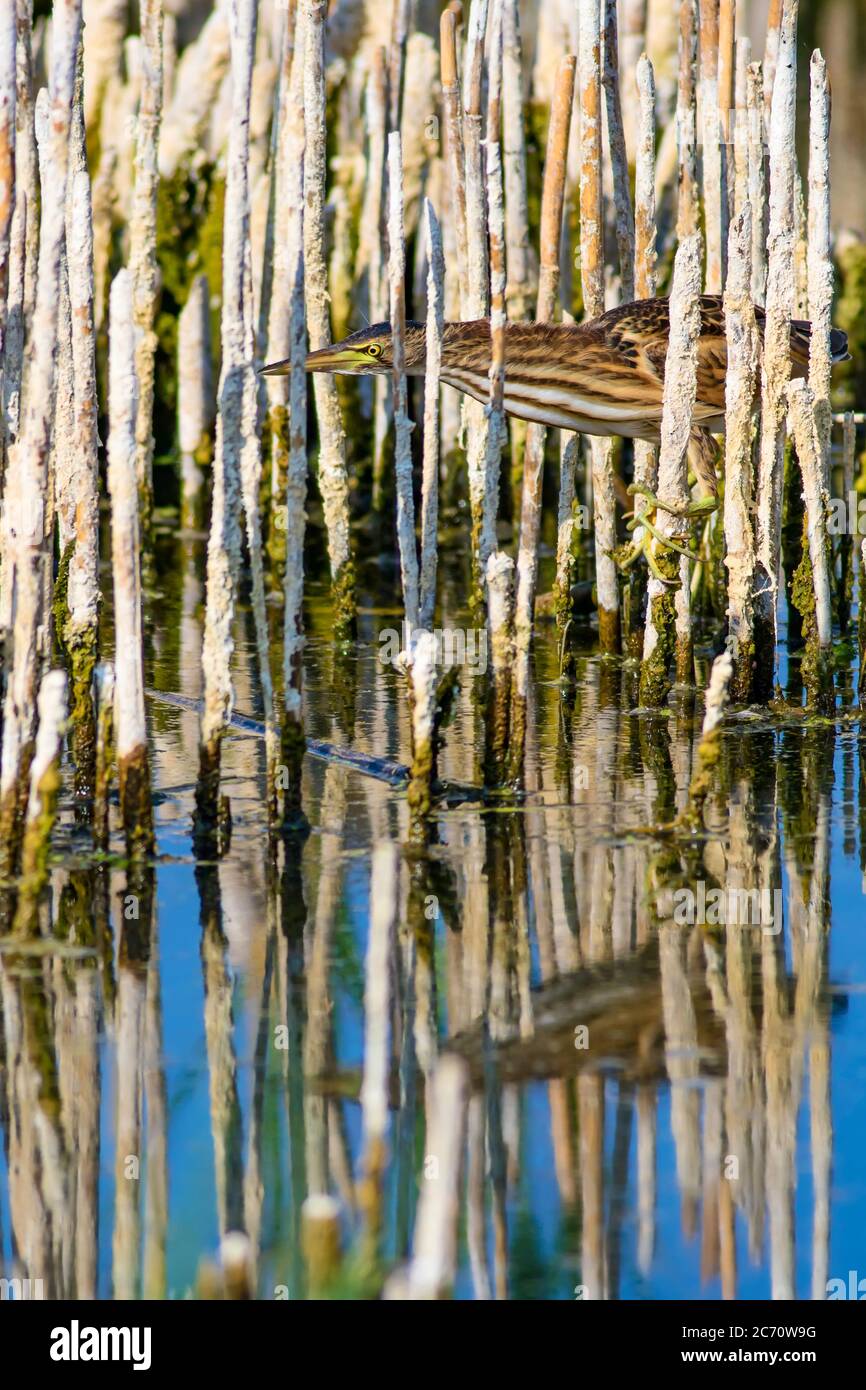 Heron and habitat. Lake reeds background. Camouflage animal. Bird ...