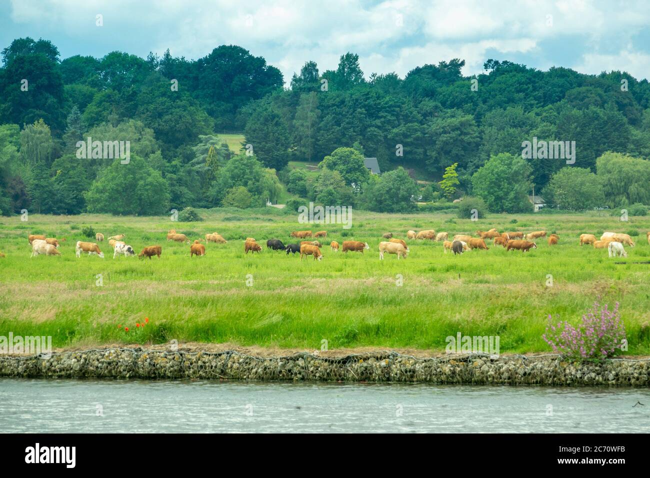 Cattle on grazing marsh Stock Photo - Alamy