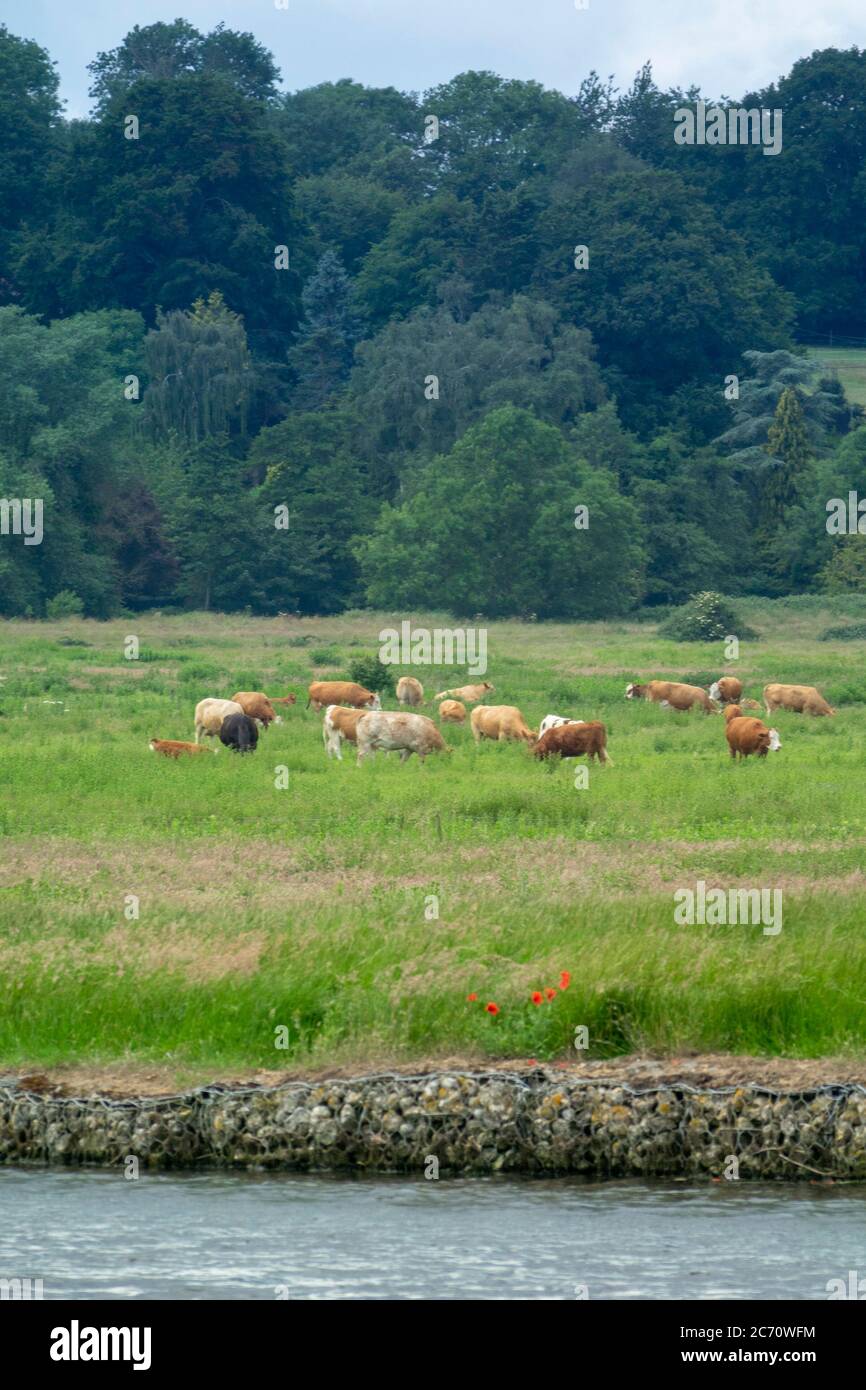 Cattle on grazing marsh Stock Photo - Alamy