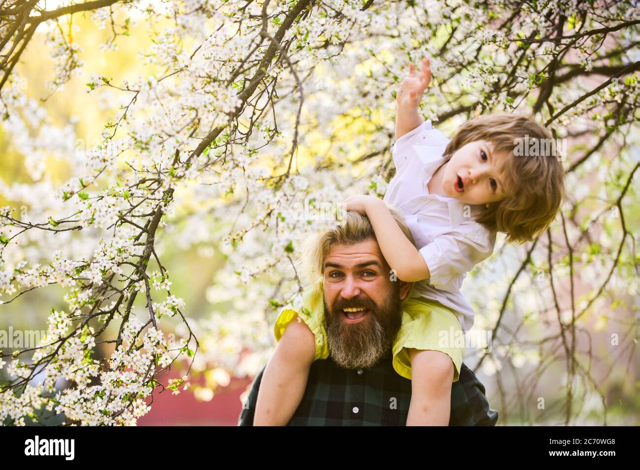 Springtime. Hipster piggybacking baby. Bearded brutal man good father ...