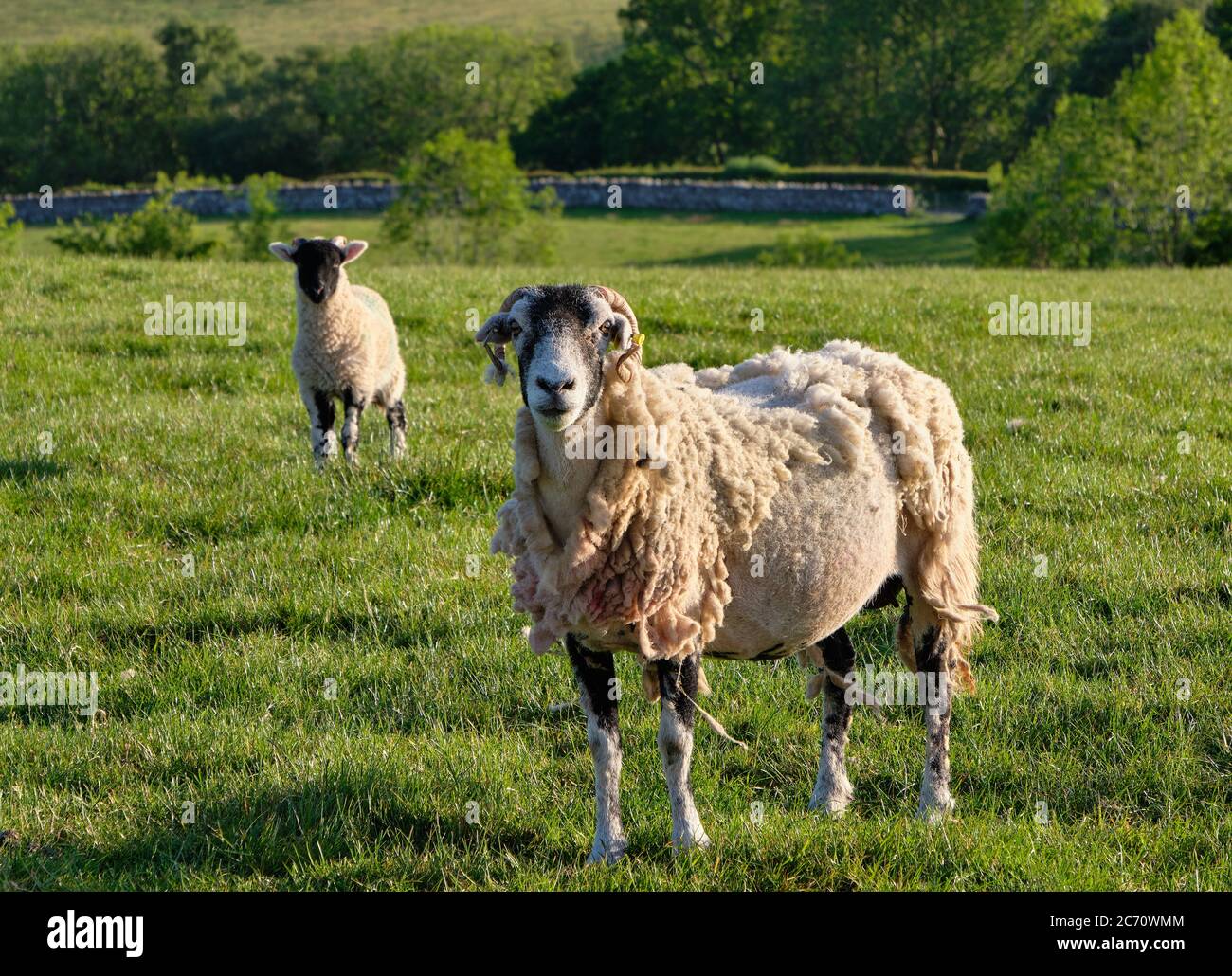 Swaledale Ewe And Lamb High Resolution Stock Photography and Images - Alamy