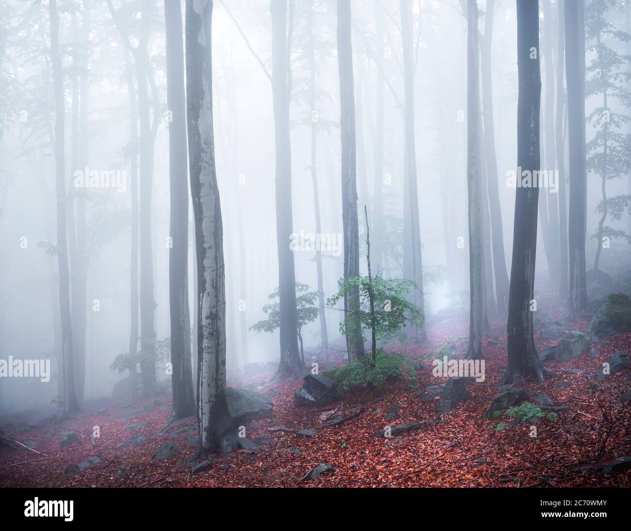 Forest after rainfall Stock Photo - Alamy