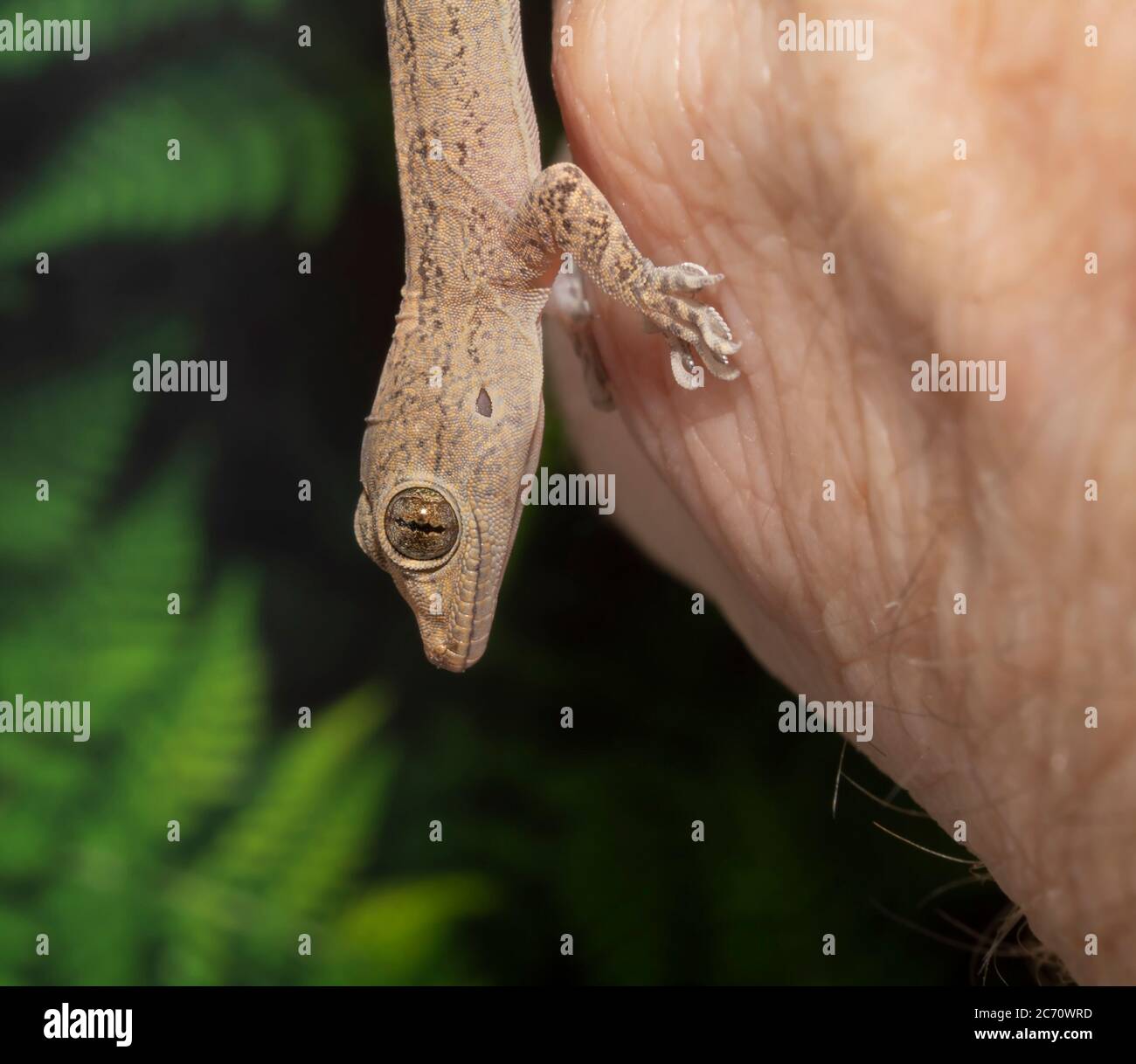 Gecko in hand hi-res stock photography and images - Alamy