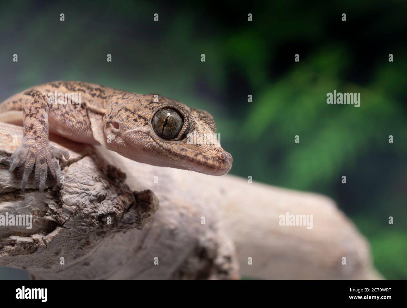 Closeup image of a common household Gecko on a branch with a green fern ...