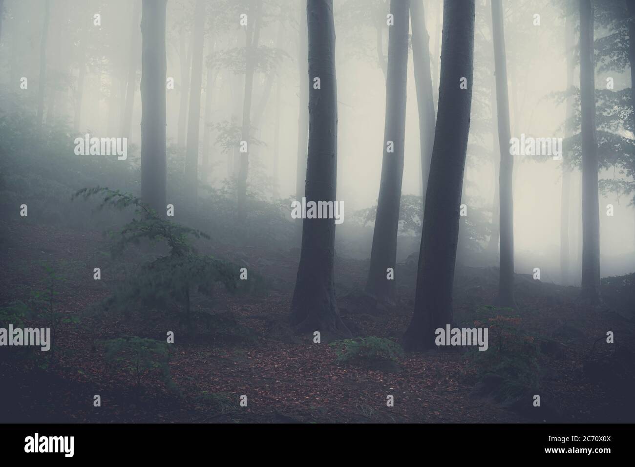 Forest after rainfall Stock Photo - Alamy