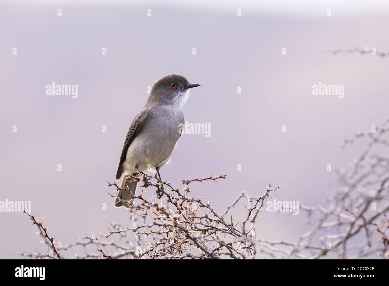 Fire-eyed Diucon (Xolmis pyrope) from South Chile Stock Photo - Alamy