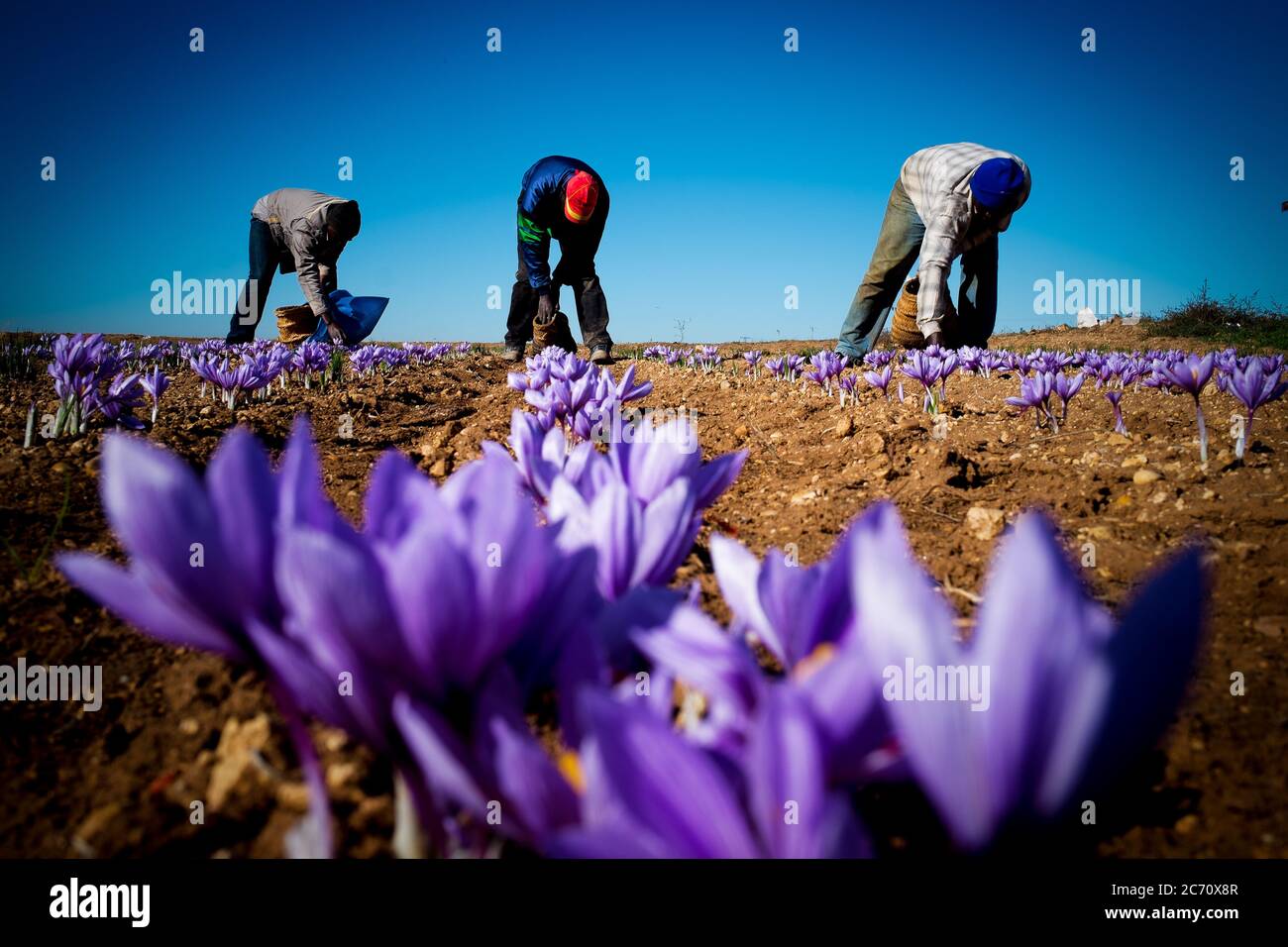 Temporary workers pick up the saffron flower in a field from Molineta ...