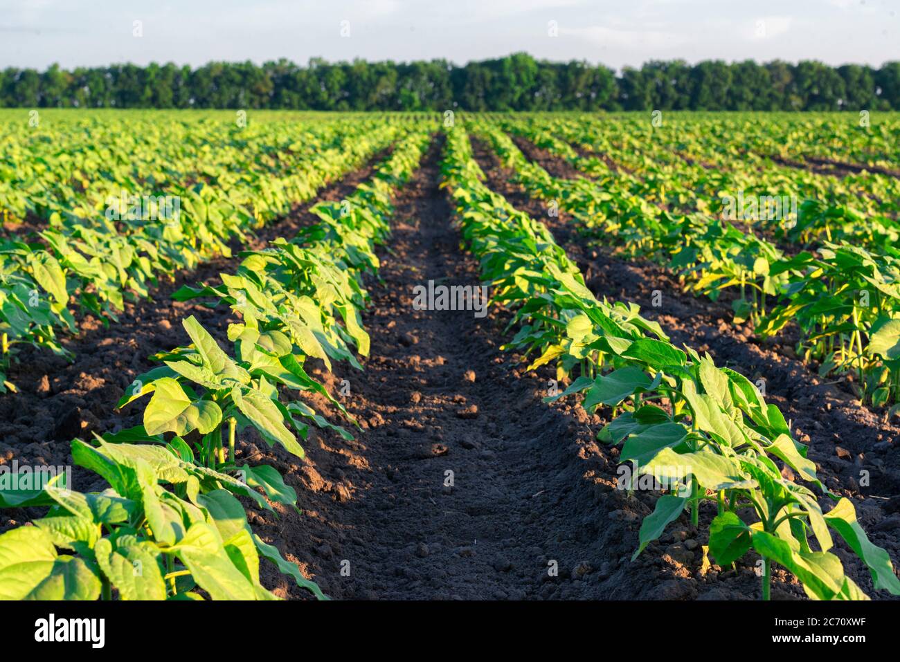 Soya bean plant hi-res stock photography and images - Alamy
