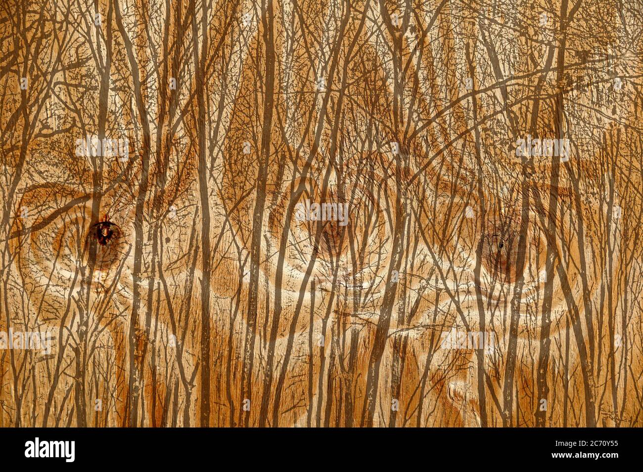 Pine wood texture panel background with trees Stock Photo - Alamy