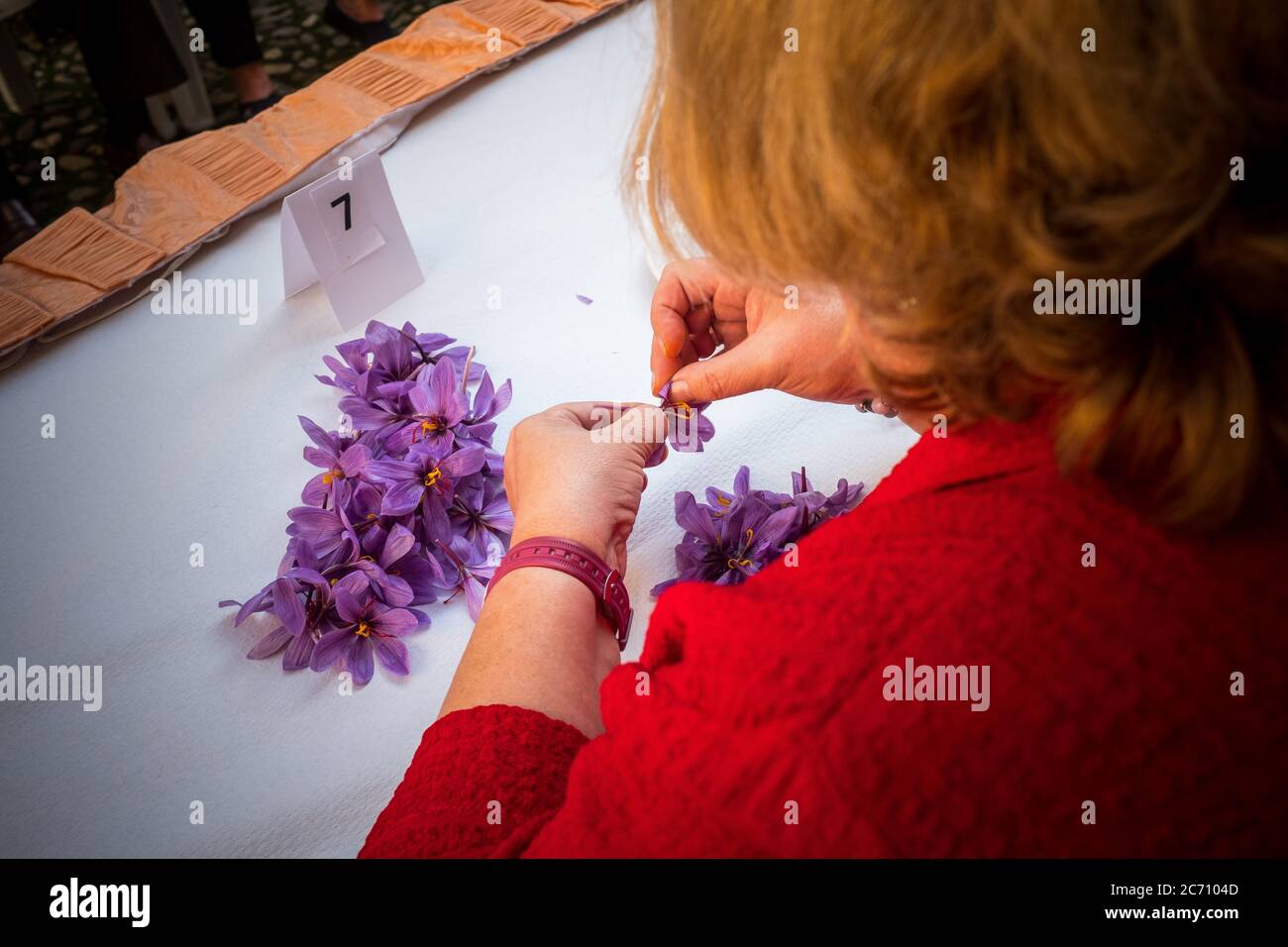 Contestant plucks the saffron flowers during the saffron plucking ...