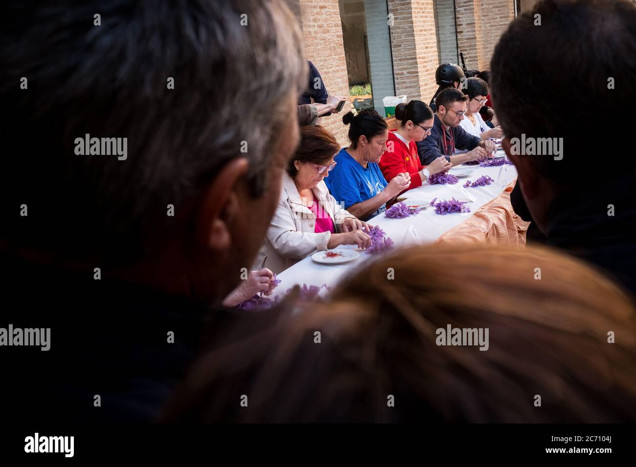 Contestants pluck the saffron flowers during the saffron plucking ...