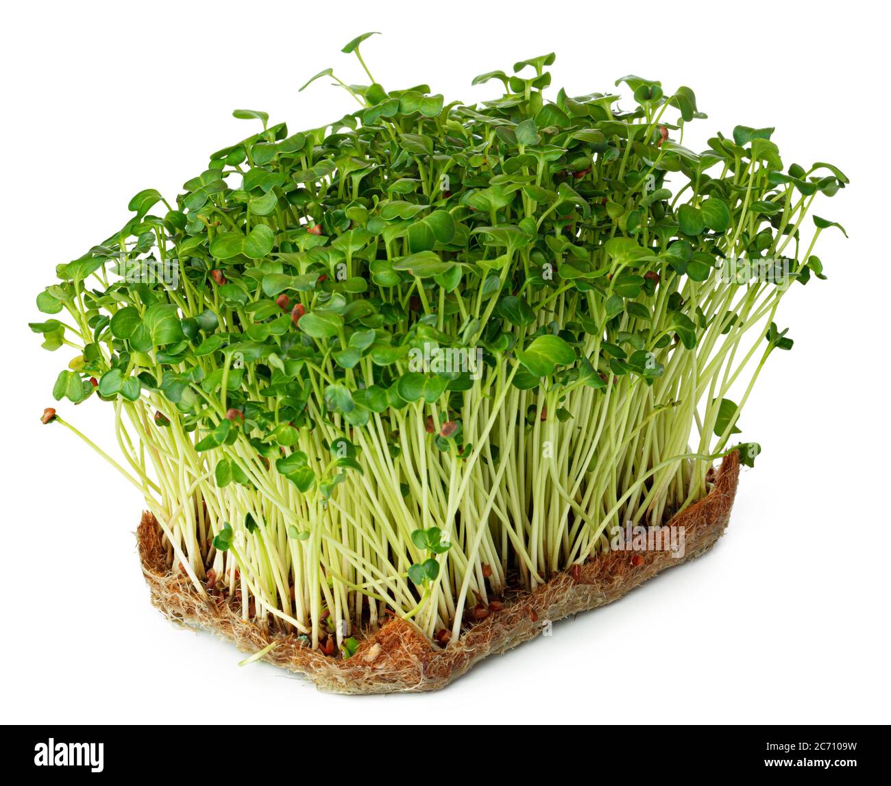 Radish daikon micro green sprouts isolated on white Stock Photo - Alamy