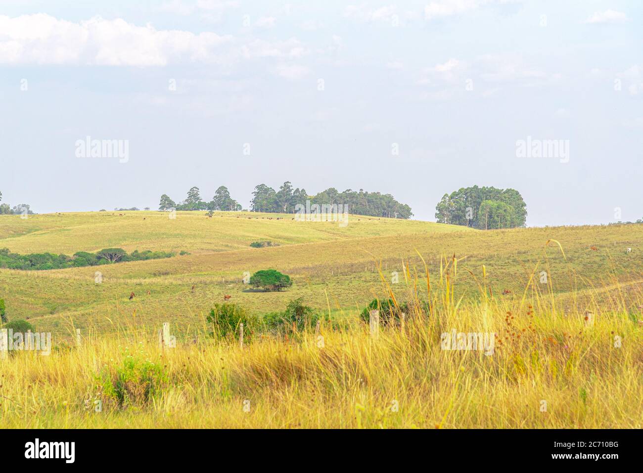 Agriculture in summer trees in rural areas hi-res stock photography and ...