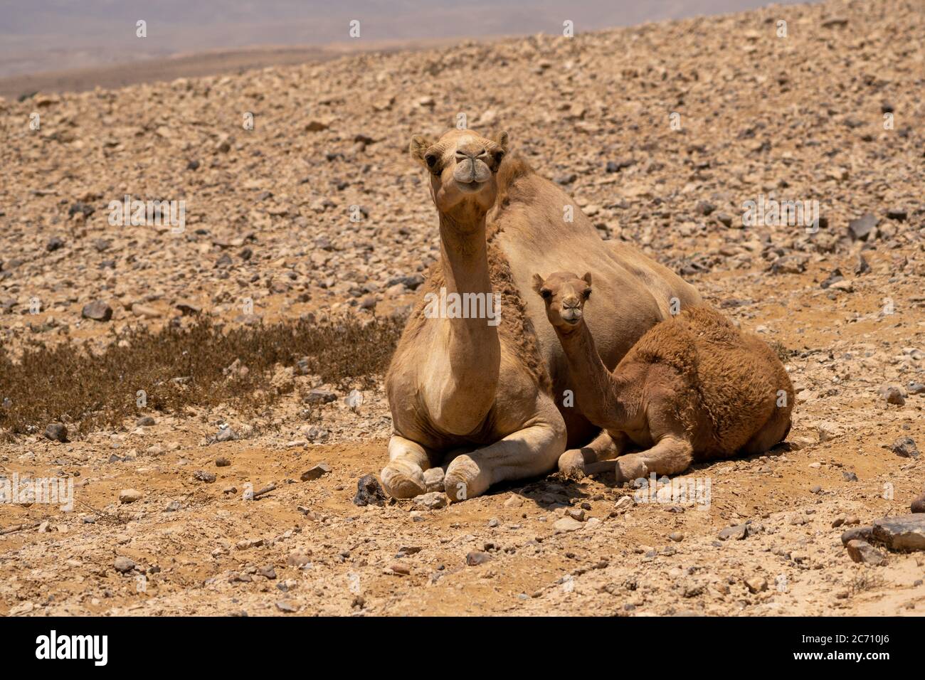 A female and juvenile Dromedary or Arabian Camels (Camelus dromedarius) walking in the desert ...
