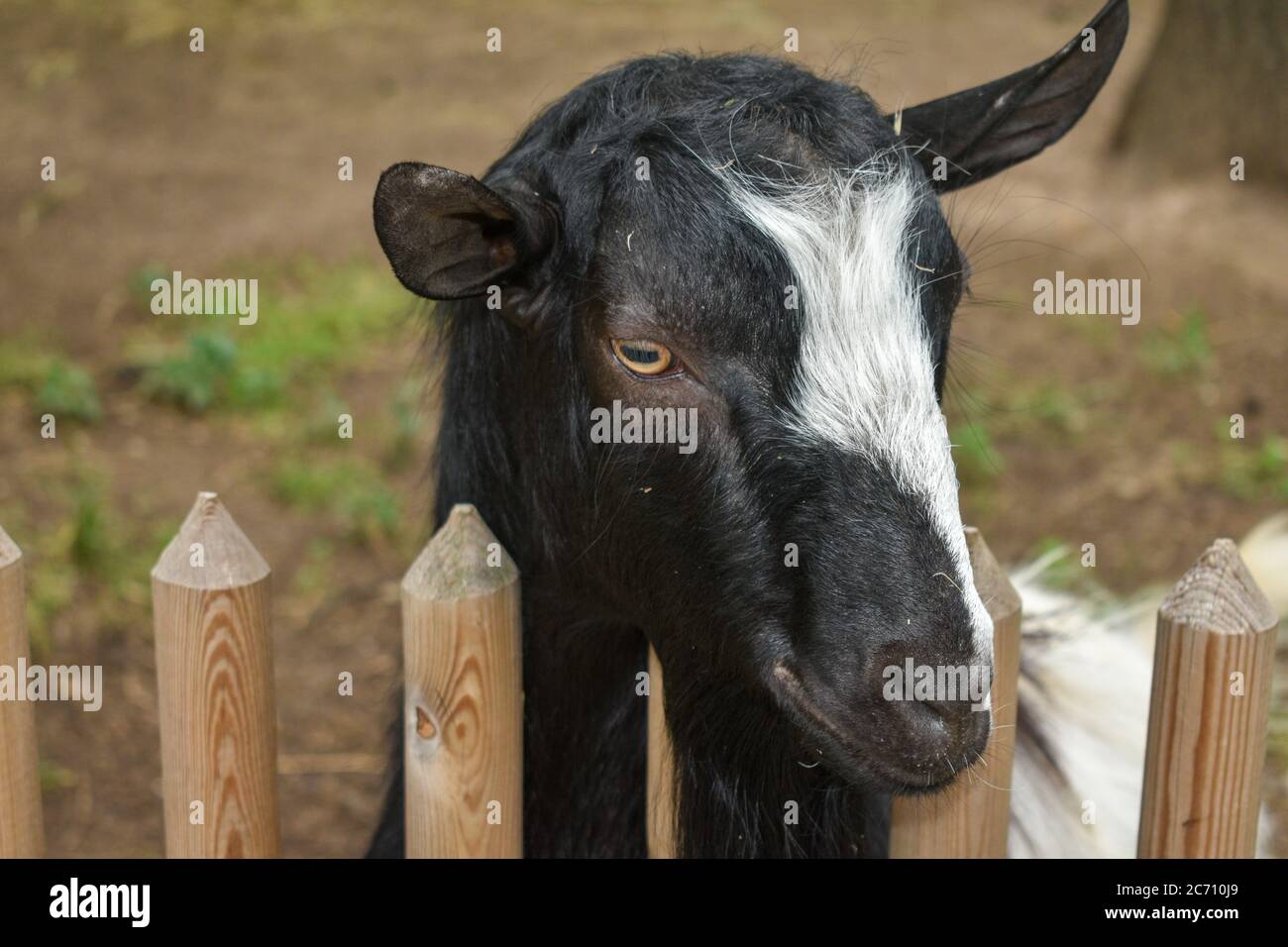 Goat. Portrait of a goat on a farm in the village. Beautiful goat ...