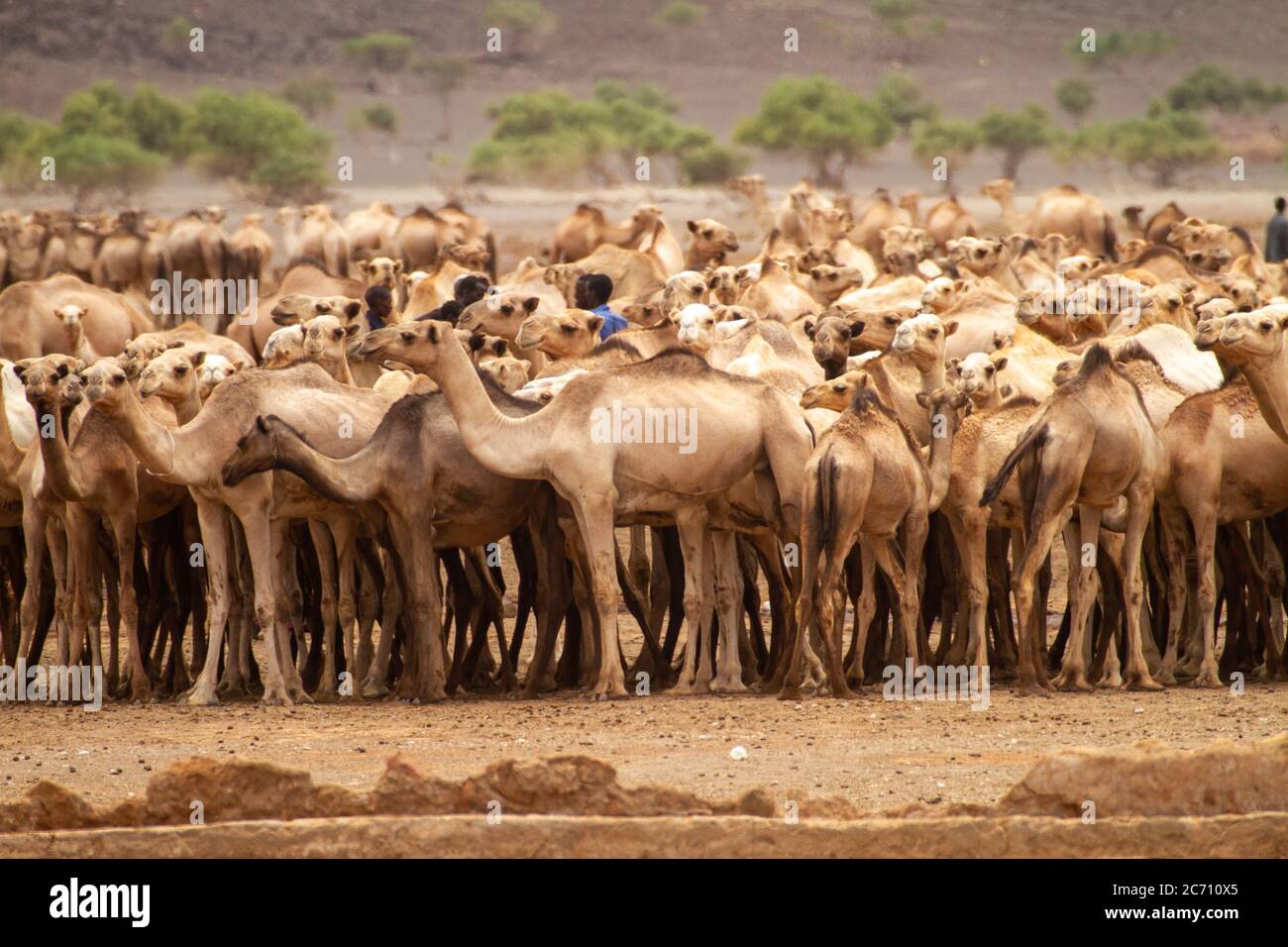 A herd of Dromedary or Arabian Camels (Camelus dromedarius) walking in ...