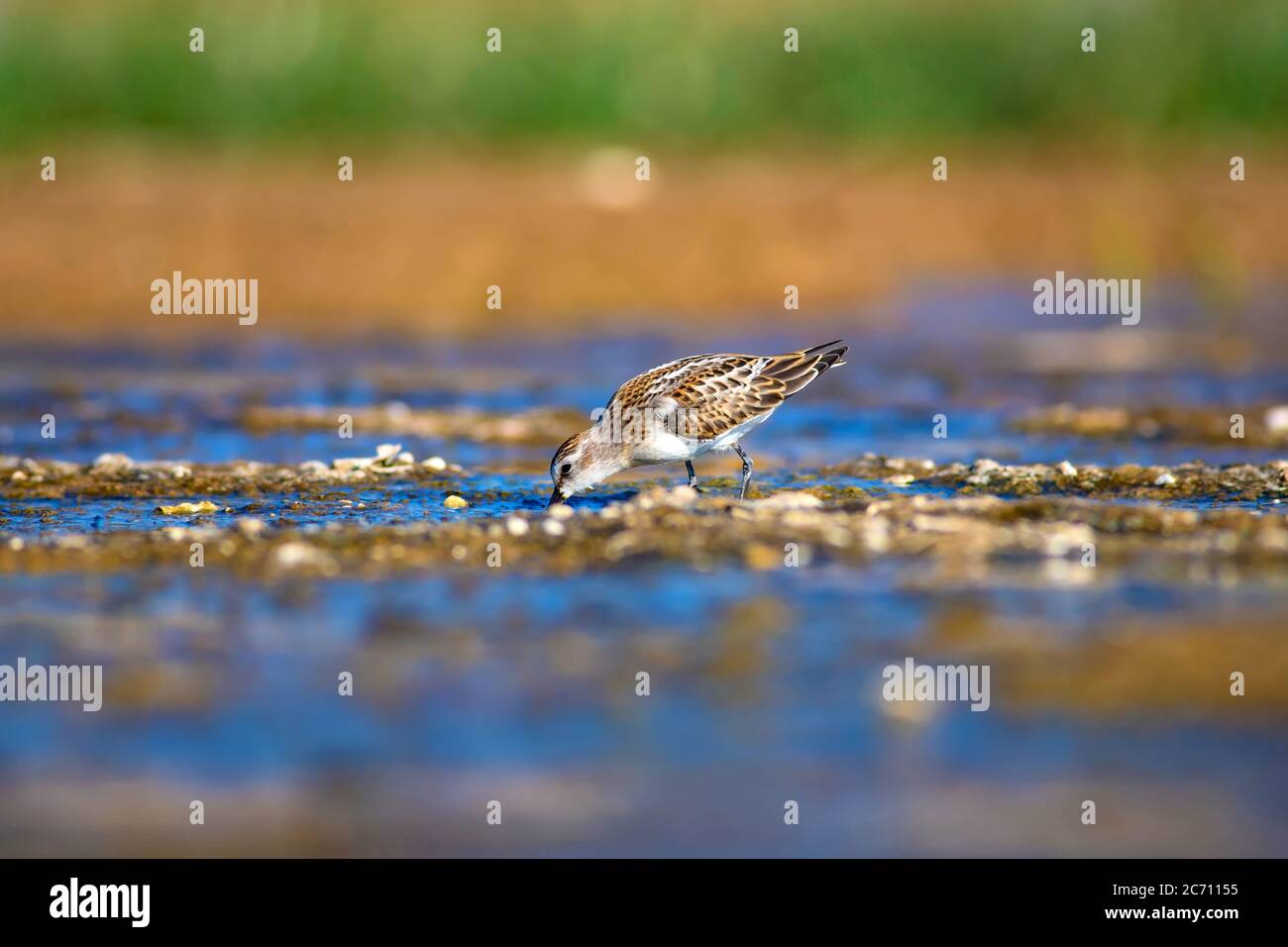 Cute water bird. Colorful nature background. Little Stint. Calidris ...