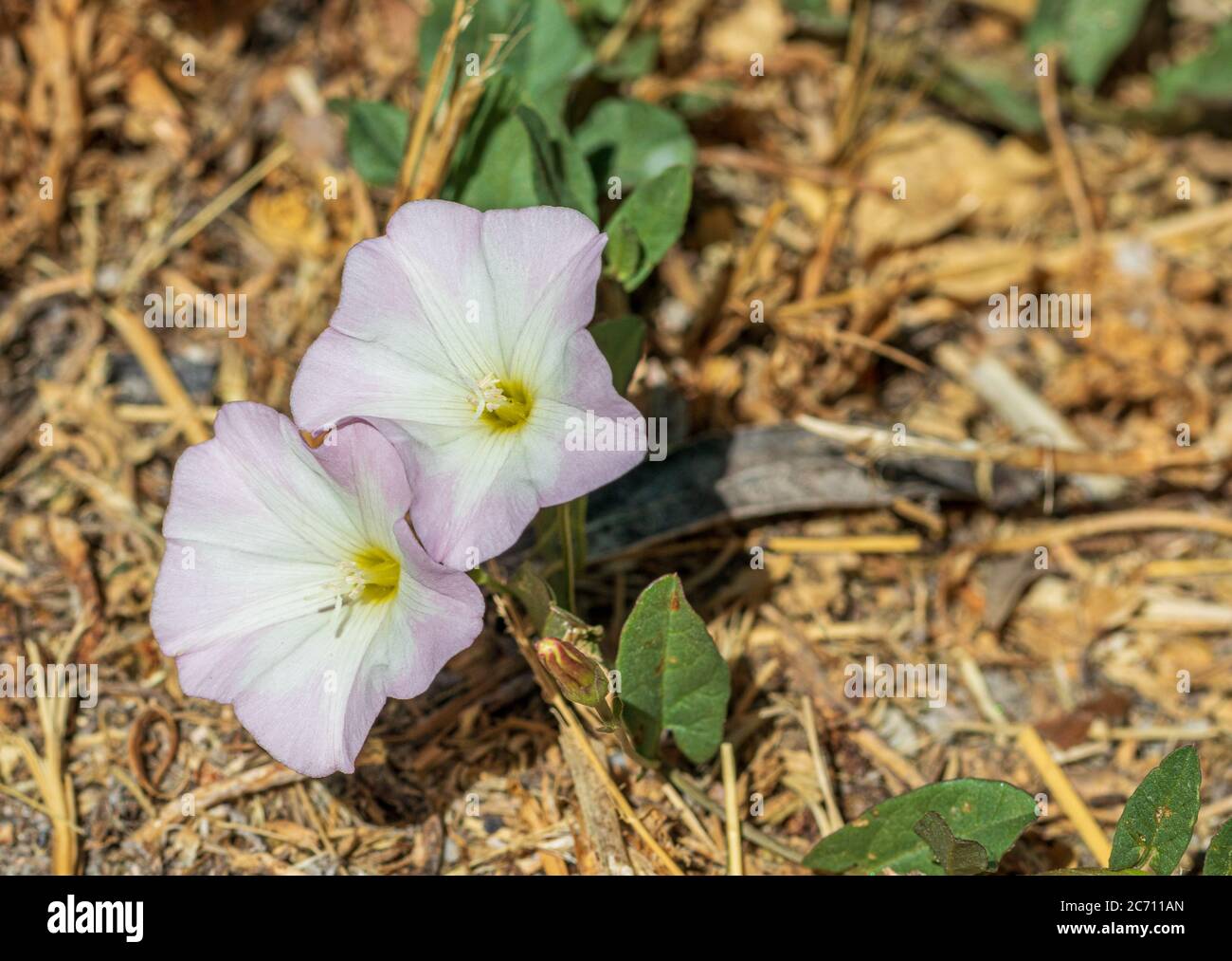 Convolvulus arvensis, Common bindweed Plant in Flower Stock Photo - Alamy